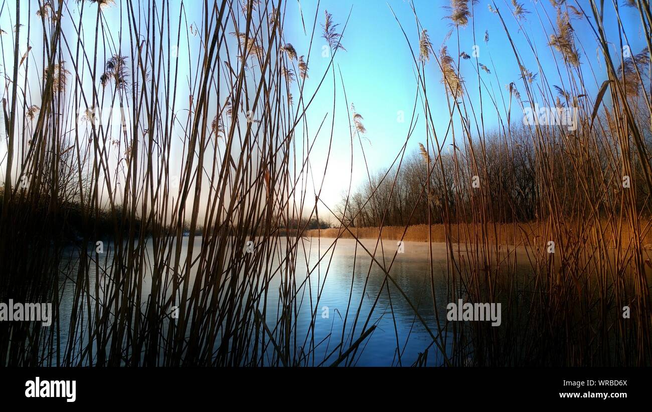 Reed river hi-res stock photography and images - Alamy