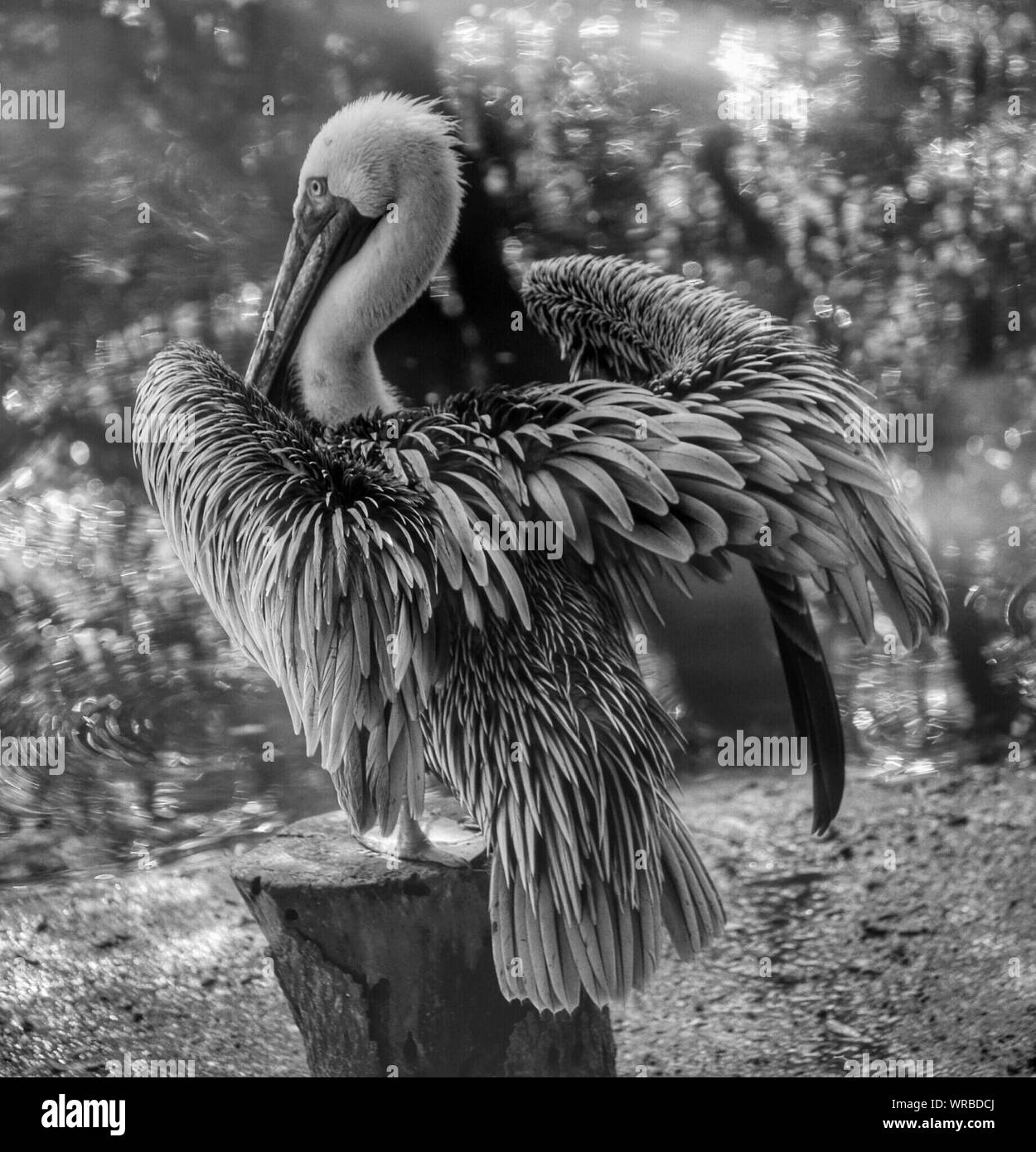 Bird on tree stump hi-res stock photography and images - Alamy