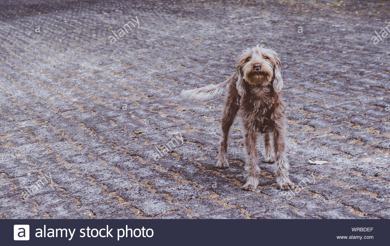 Dog Wagging Its Tail High Resolution Stock Photography and Images - Alamy