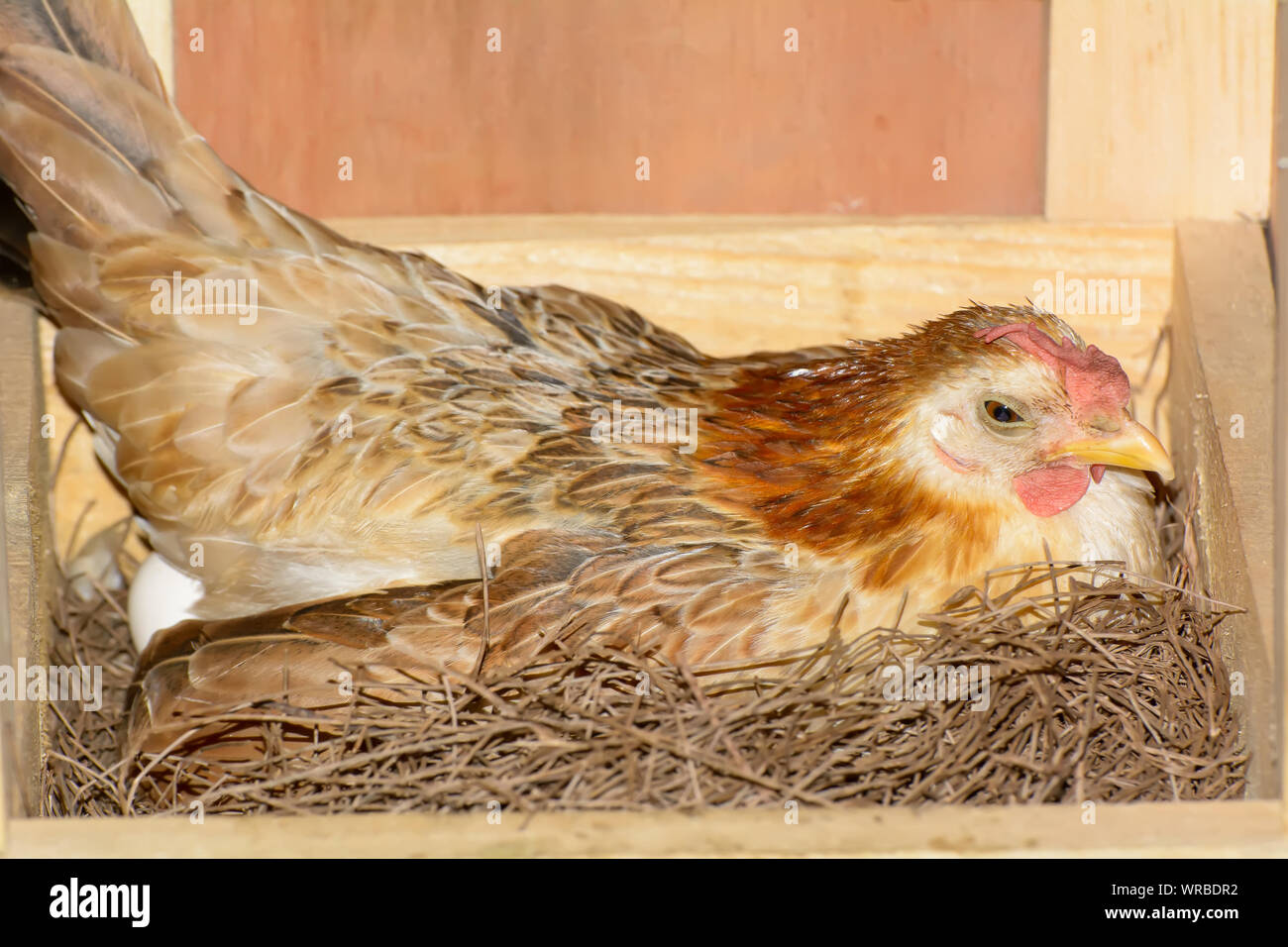 The hen are hatching eggs in coops Stock Photo - Alamy