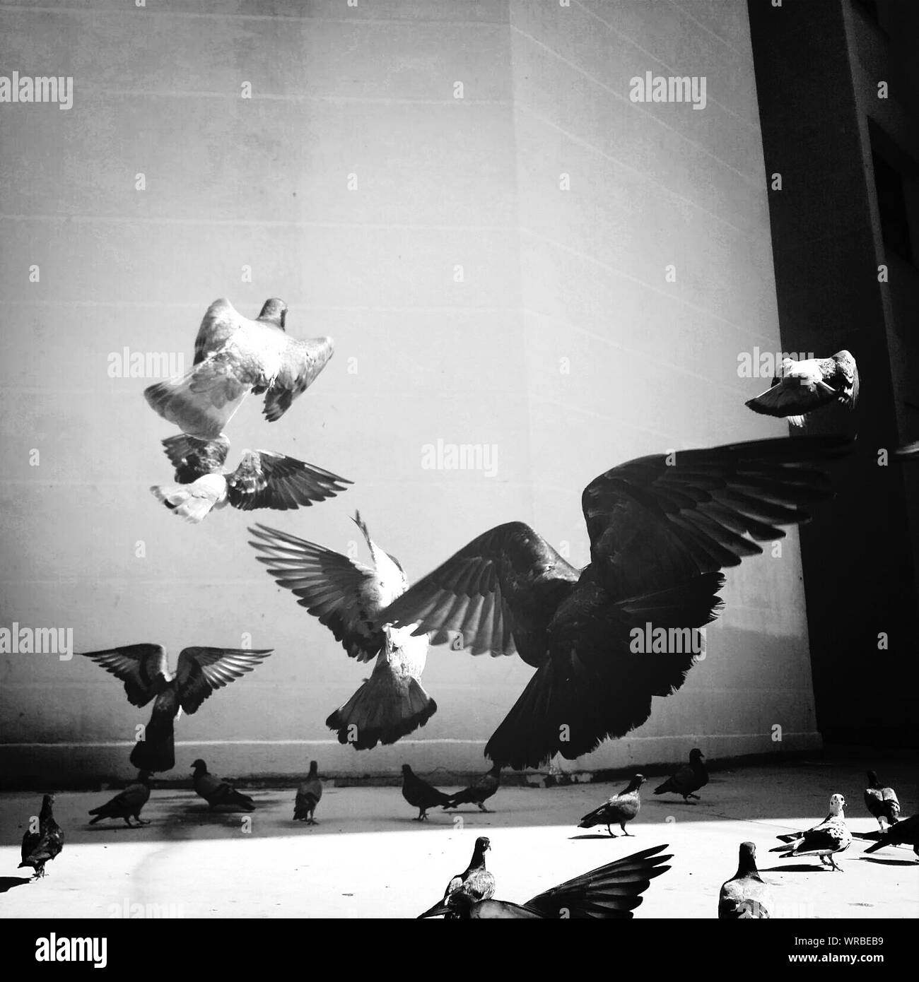 Flock Pigeons High Resolution Stock Photography and Images - Alamy