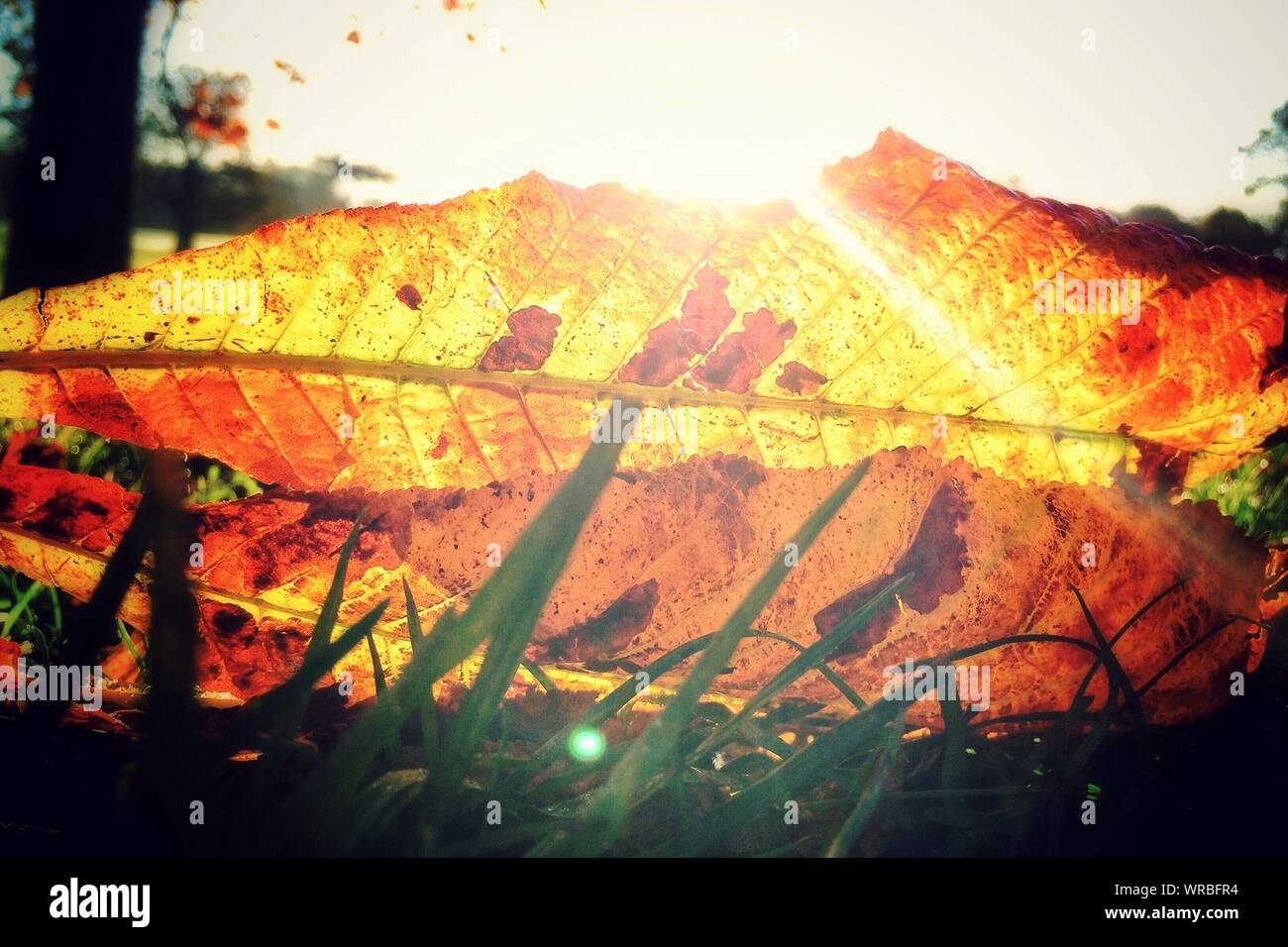 Sunbeam falling into leaves hi-res stock photography and images - Alamy