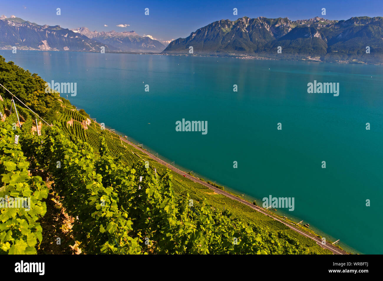 Lake Geneva near Rivaz in the wine-growing area Lavaux, Vaud ...