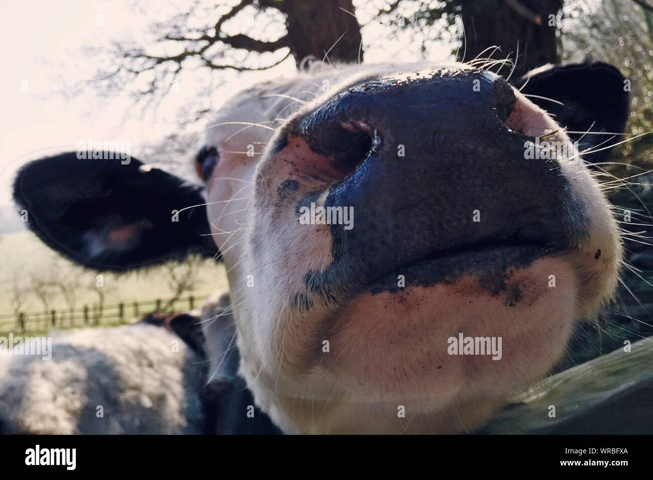 Cow front close up hi-res stock photography and images - Alamy