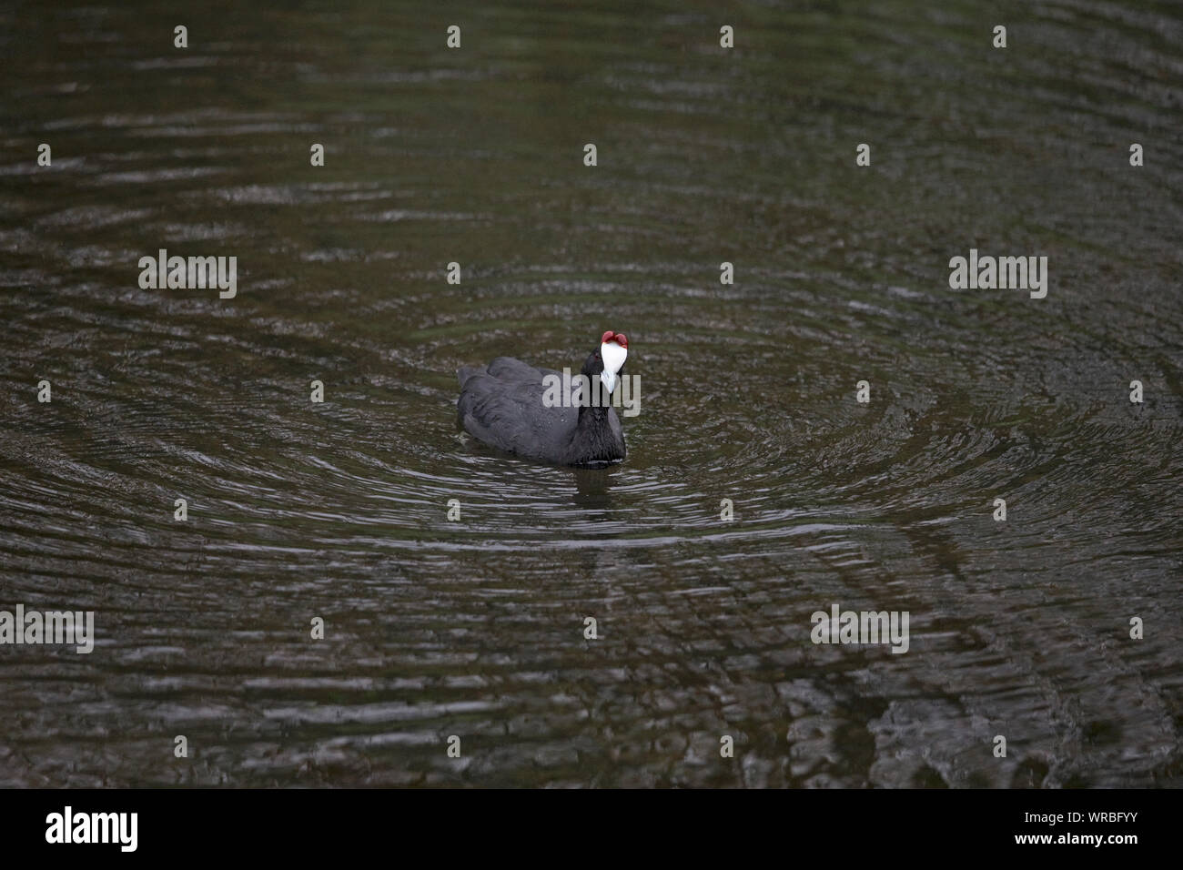 Red-knobbed Coot (Fulica cristata Stock Photo - Alamy