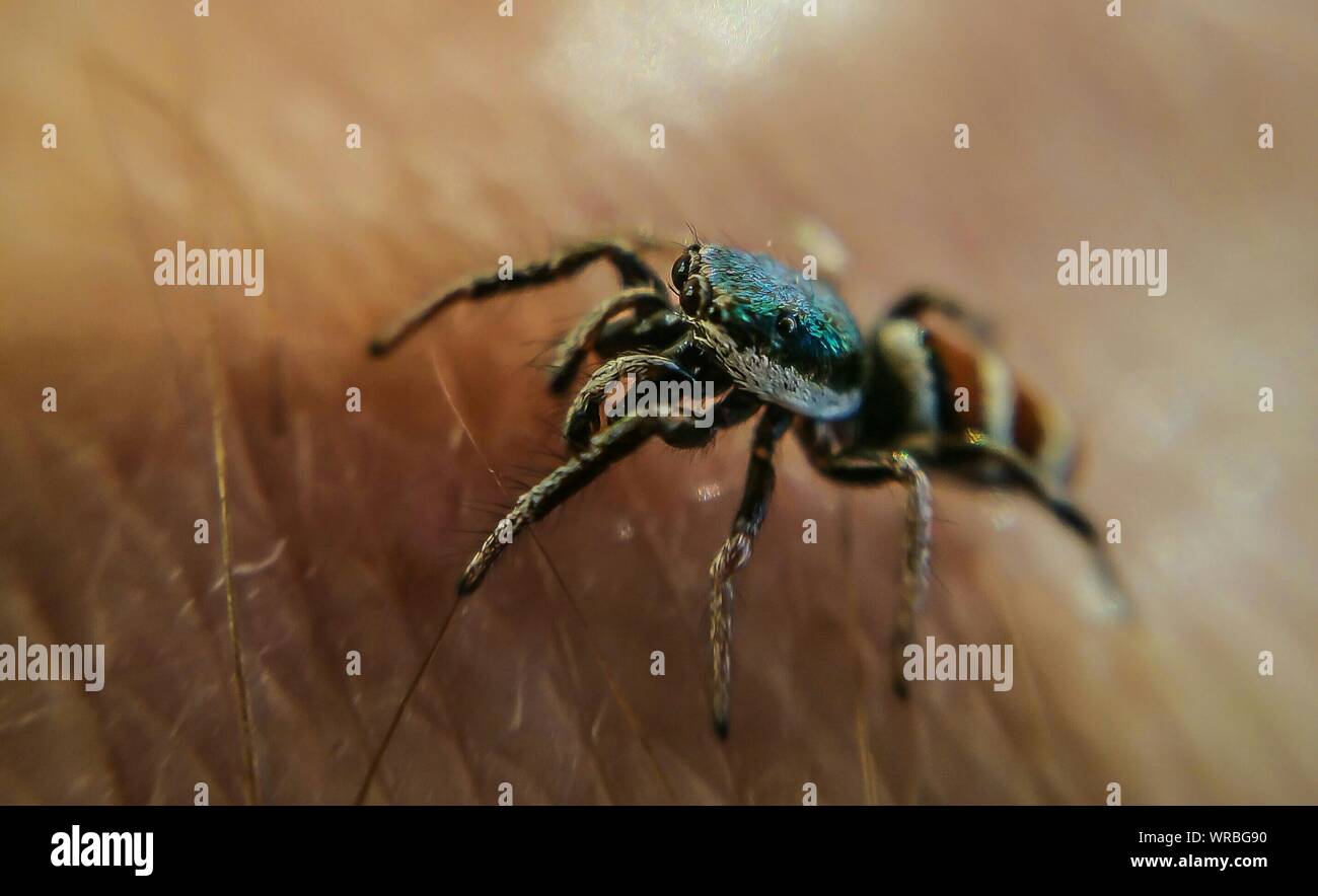 Skin close up human hi-res stock photography and images - Alamy