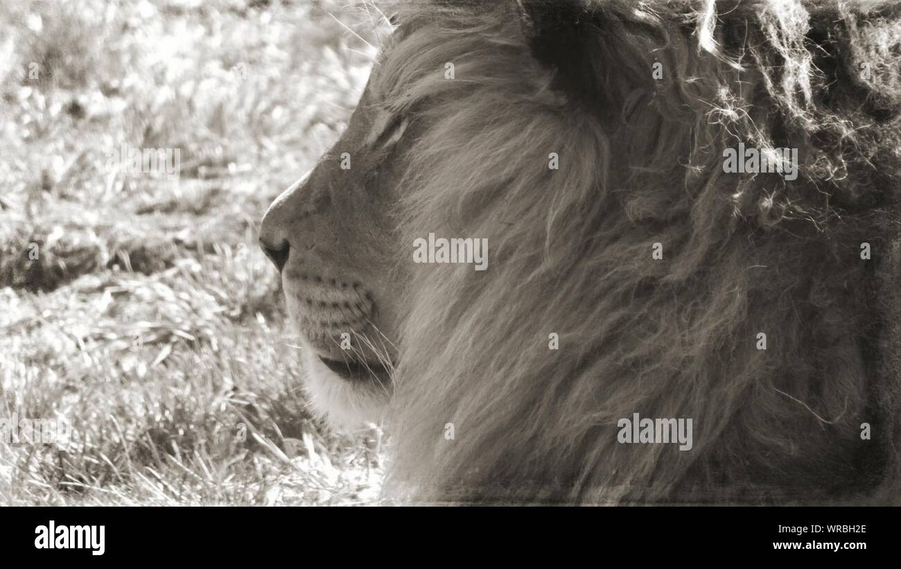 Rear view lion hi-res stock photography and images - Alamy