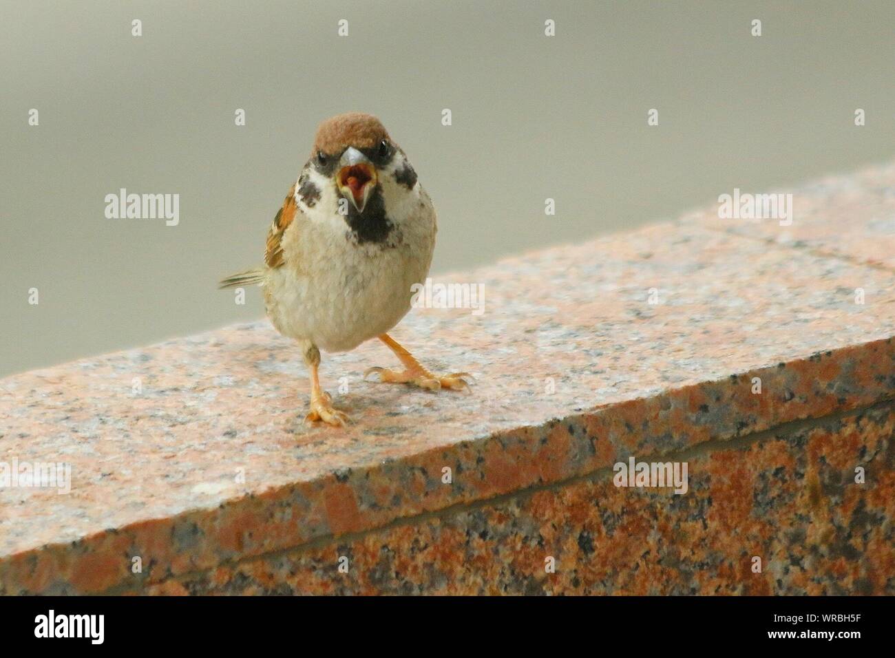 Angry sparrow hi-res stock photography and images - Alamy