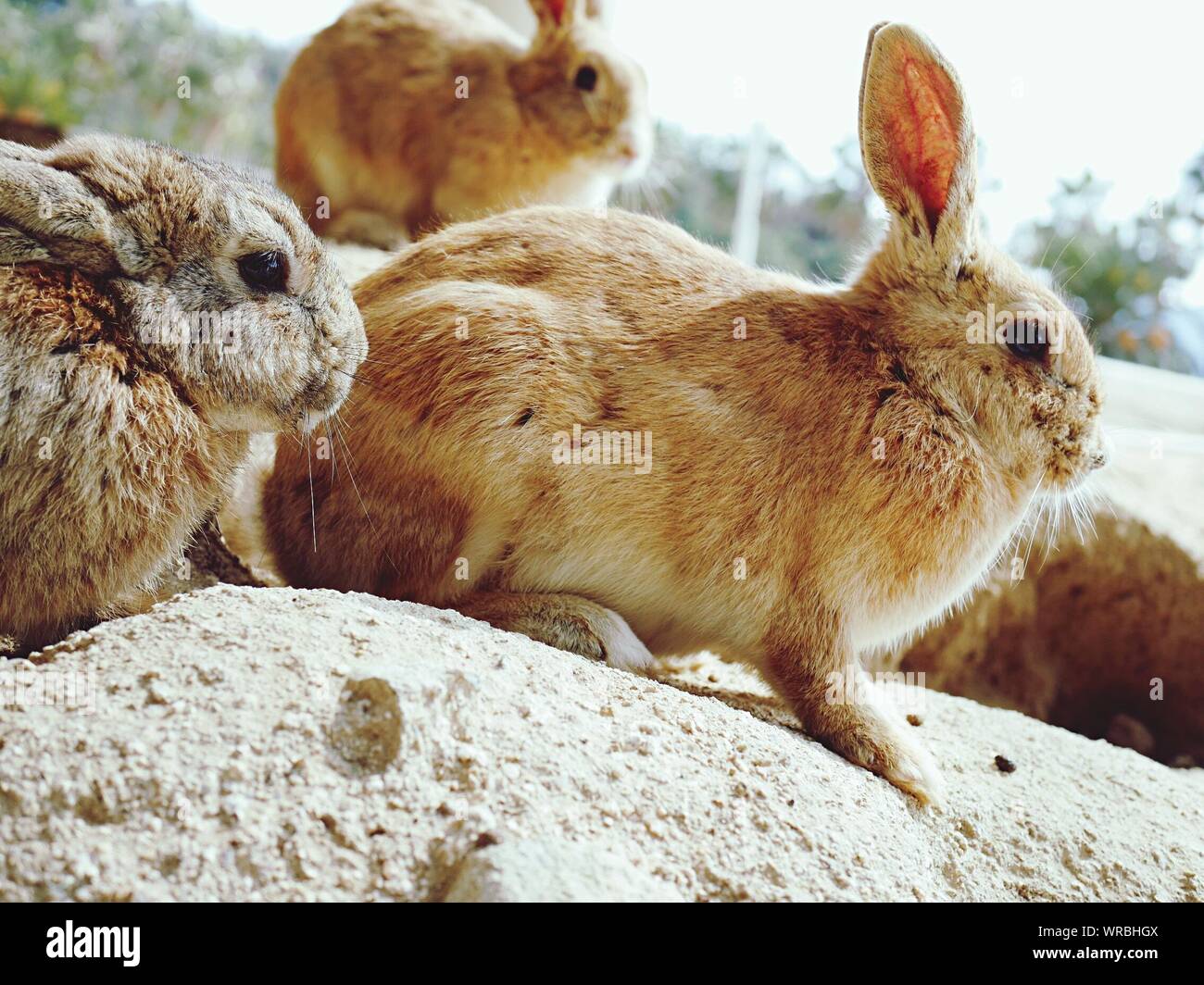 Rock Rabbits High Resolution Stock Photography and Images - Alamy