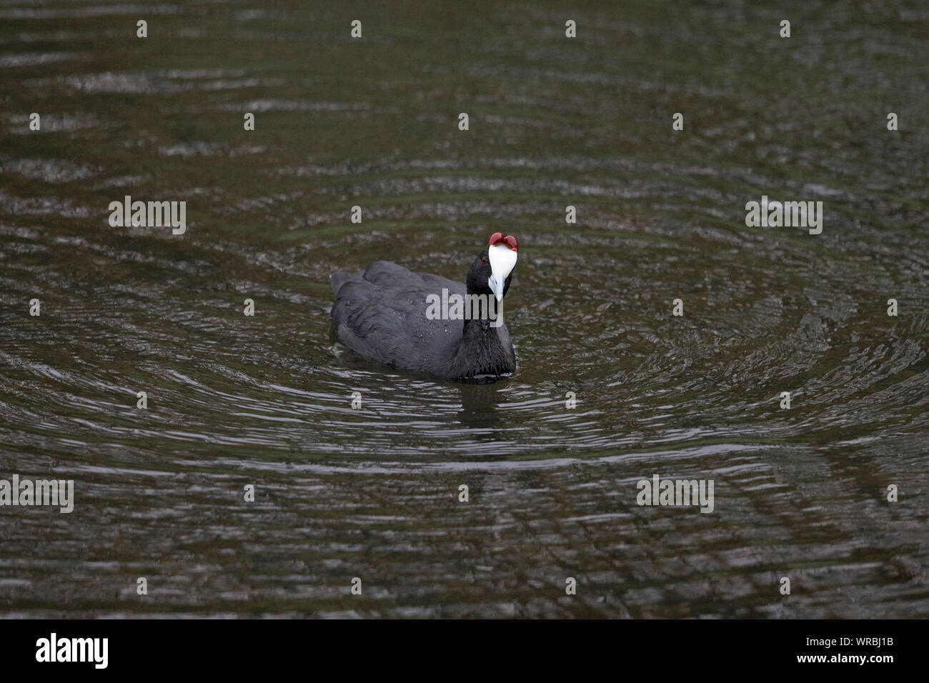 Red-knobbed Coot (Fulica cristata Stock Photo - Alamy