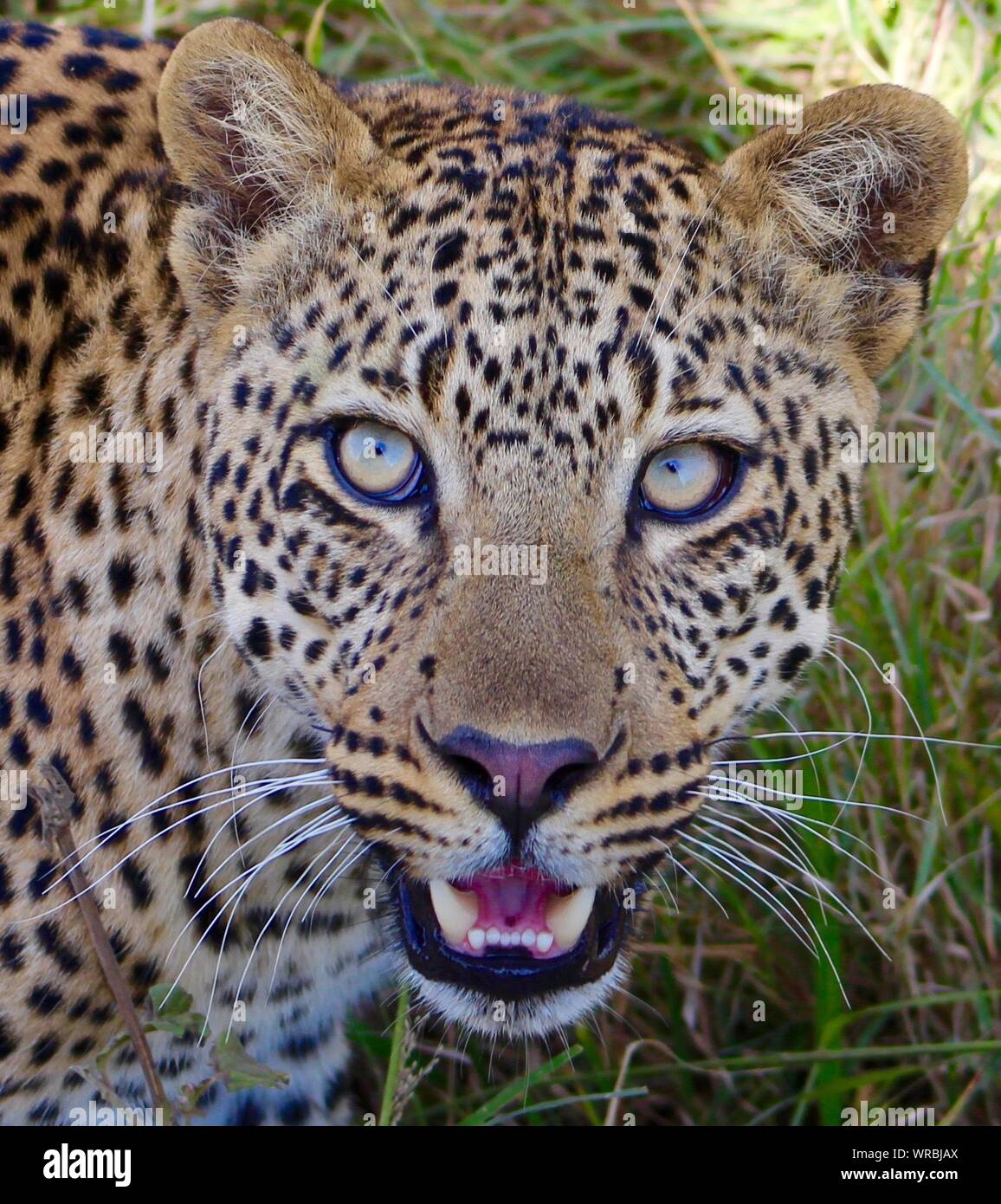 Leopard looking up hi-res stock photography and images - Alamy