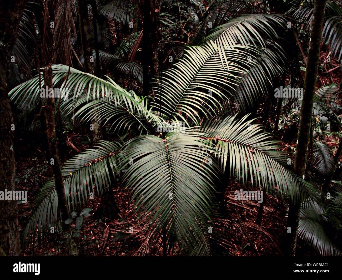 Palm tree at forest growth hi-res stock photography and images - Alamy