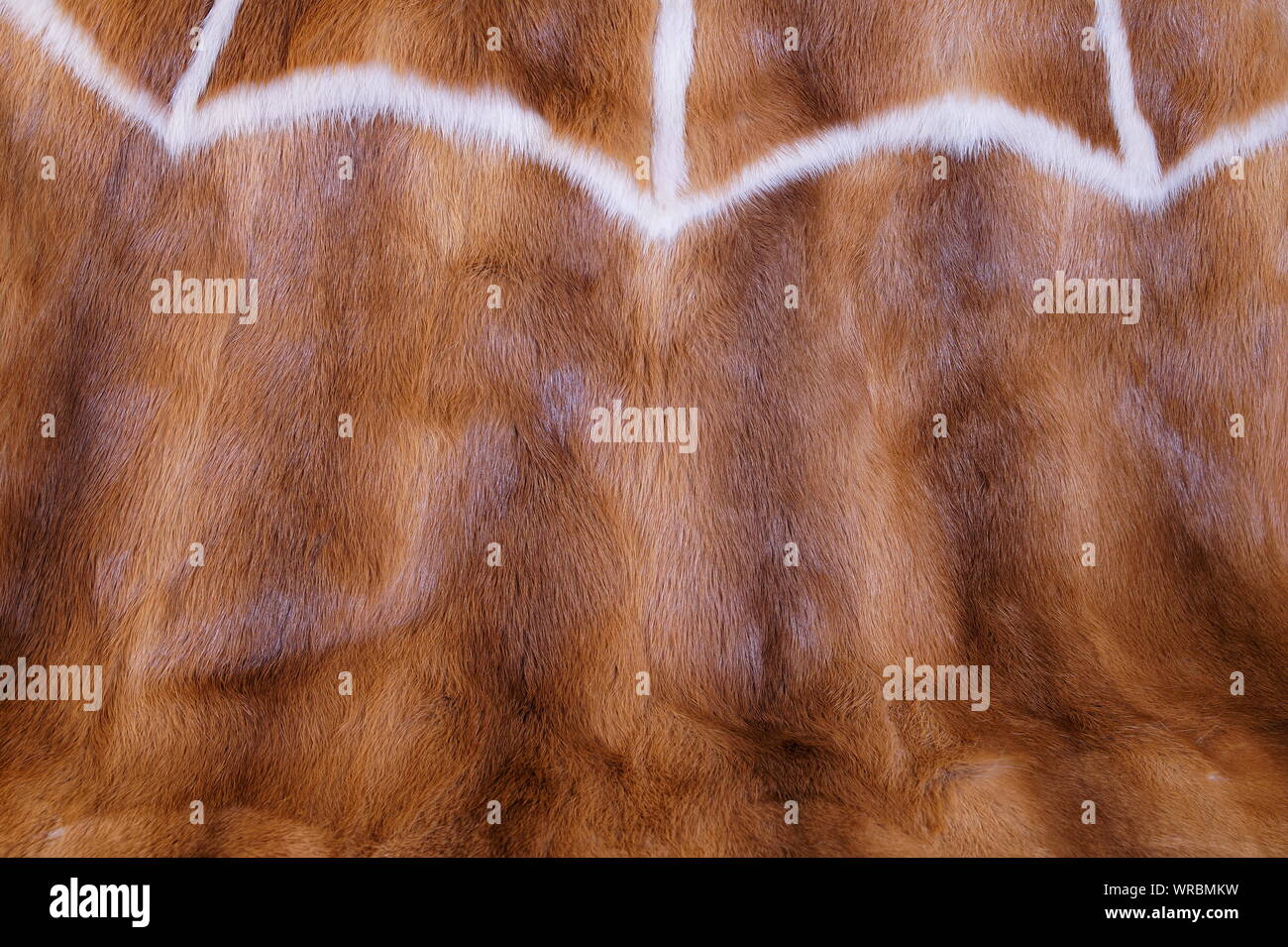 Grunge furry texture hi-res stock photography and images - Alamy