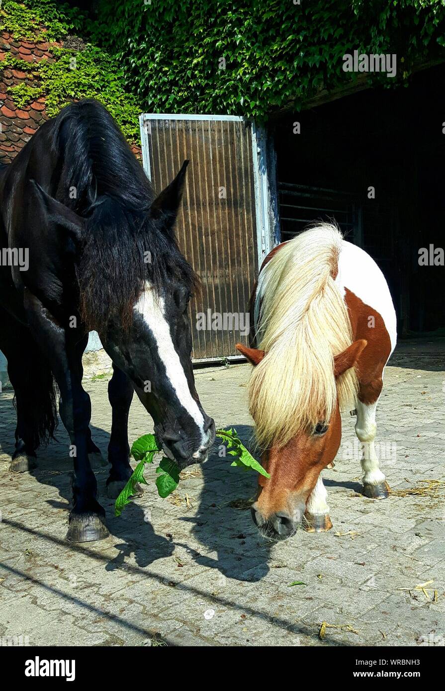 The stable outside hi-res stock photography and images - Alamy