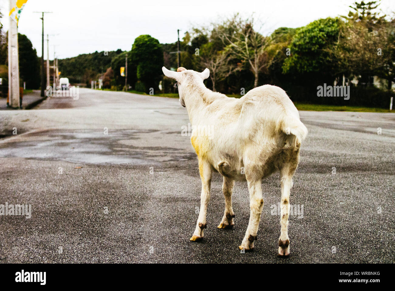 Animal on the road hi-res stock photography and images - Alamy