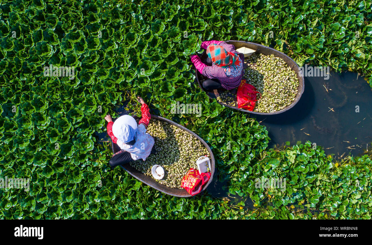Water caltrops hi-res stock photography and images - Alamy