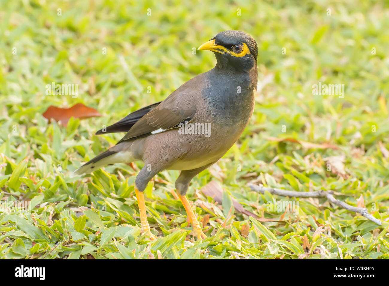 Common myna flying hi-res stock photography and images - Alamy