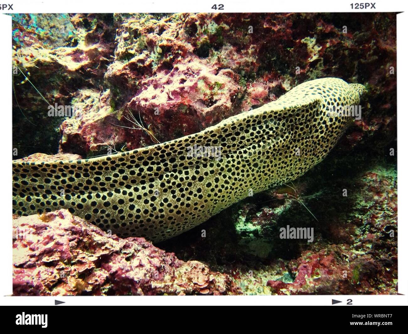 Fish side view Cut Out Stock Images & Pictures - Alamy