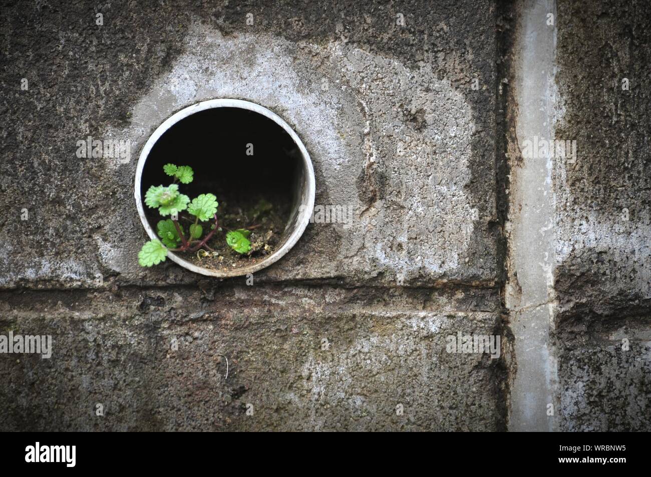 Pipe growing hi-res stock photography and images - Alamy