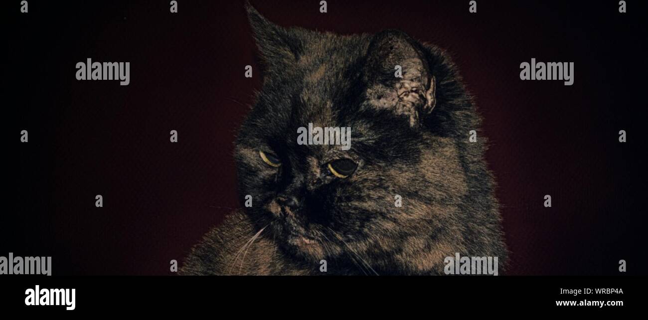 Maroon cat hi-res stock photography and images - Alamy