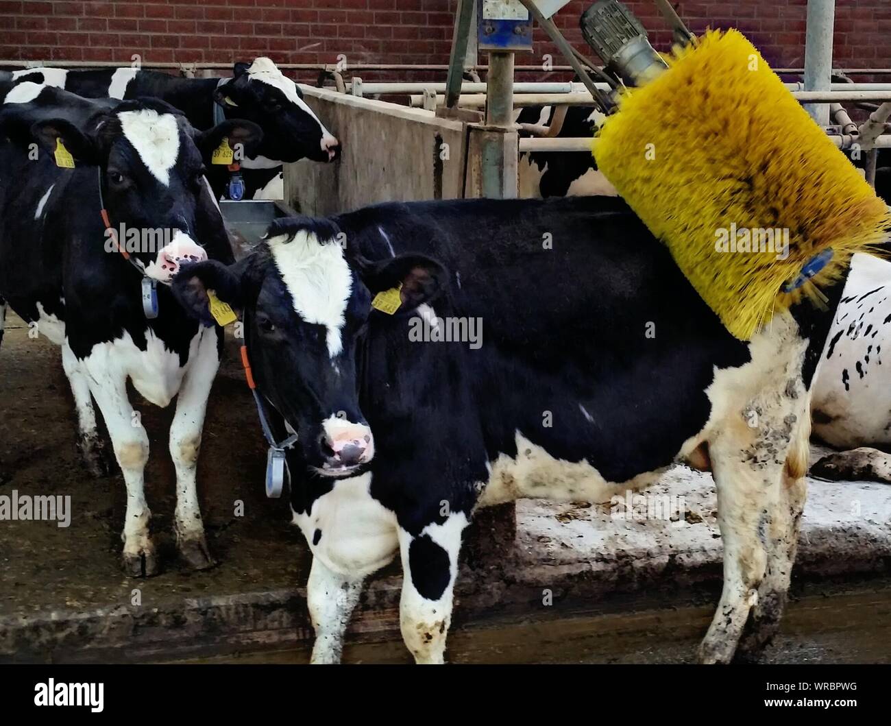 Livestock equipment hi-res stock photography and images - Alamy