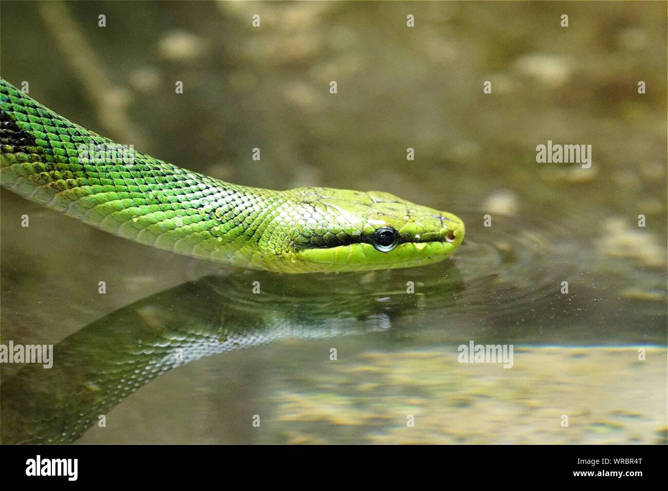 Green Water Snake High Resolution Stock Photography and Images - Alamy