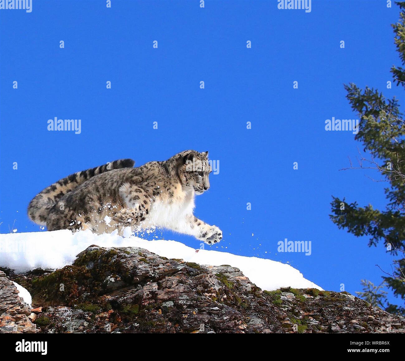 Leopard jumping hi-res stock photography and images - Alamy