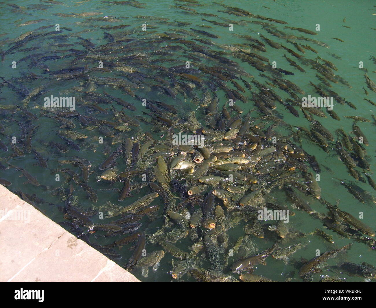 School of fish swimming in water High Resolution Stock Photography and ...