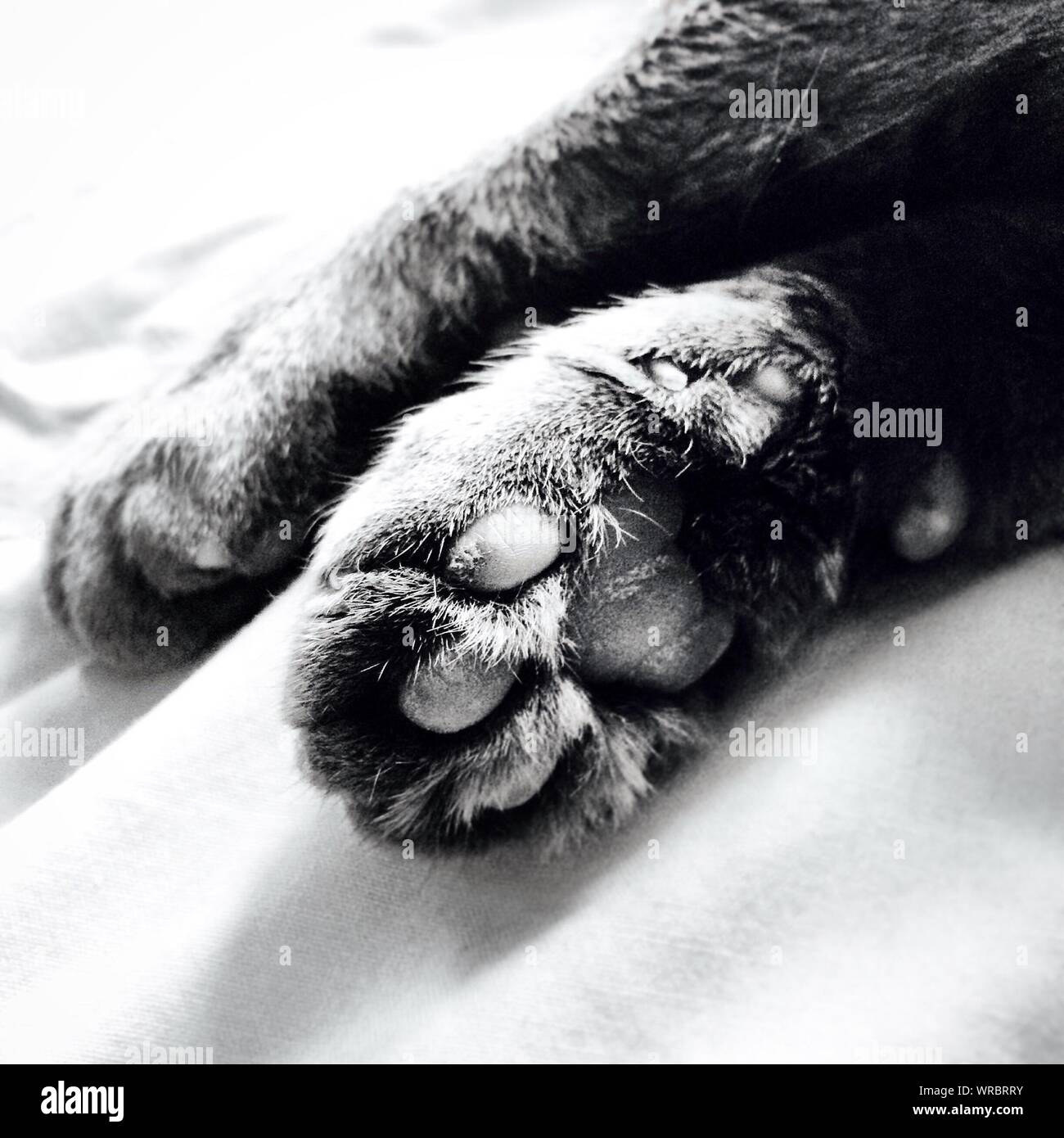 Why Are My Dogs Pads White