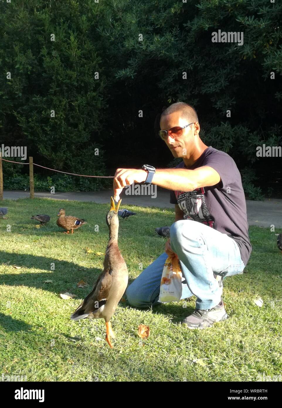 Person feeding duck hi-res stock photography and images - Alamy