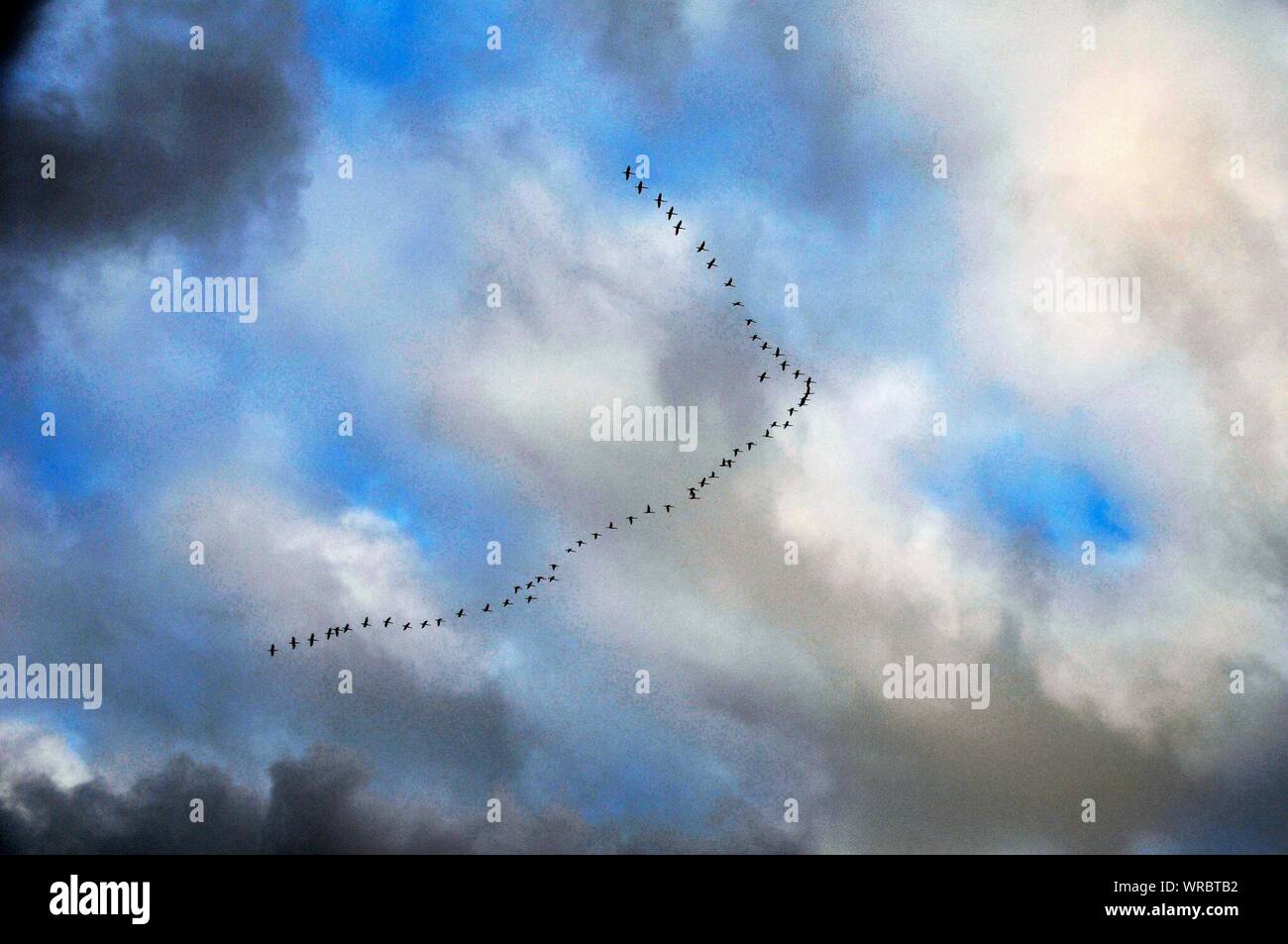 Flying birds formation hi-res stock photography and images - Alamy