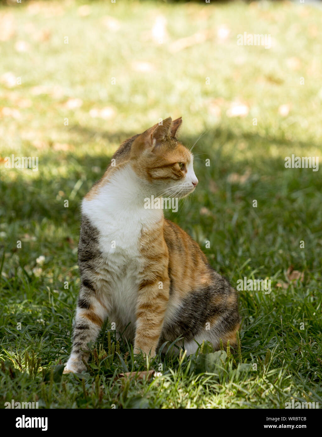 Cat full body hi-res stock photography and images - Alamy