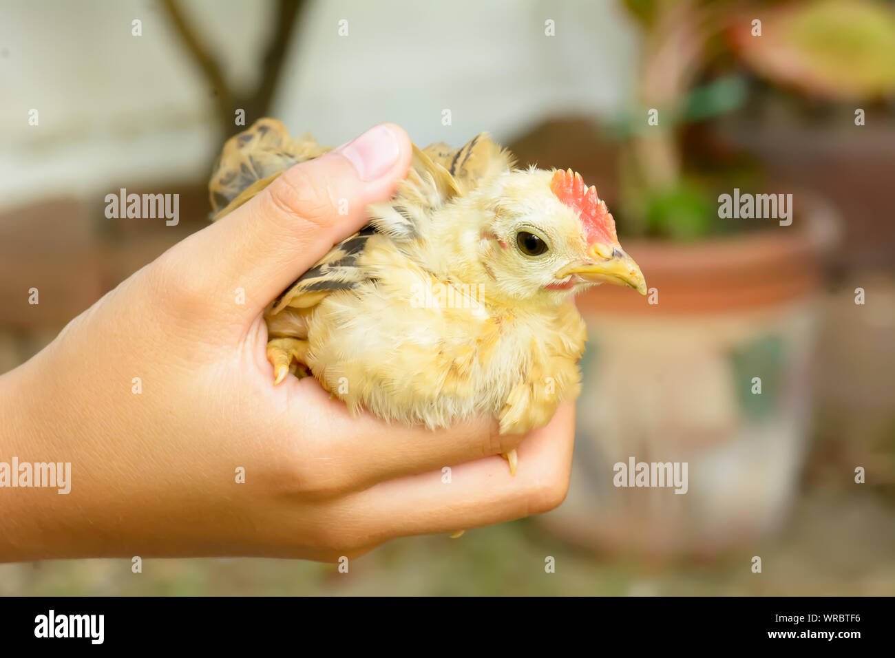The chicks in a handful of children Stock Photo - Alamy