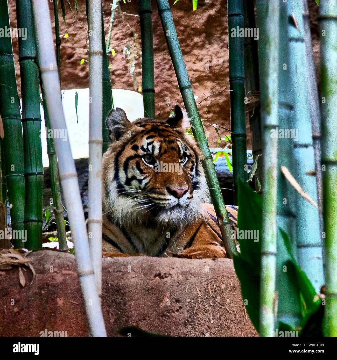 Tiger Bamboo Stock Photos & Tiger Bamboo Stock Images - Alamy