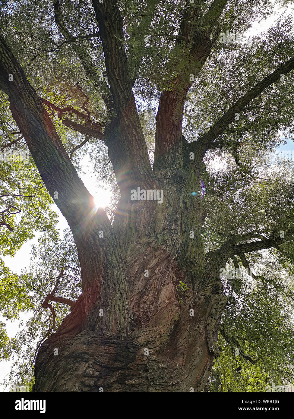 old giant tree with the sun between the branches Stock Photo - Alamy