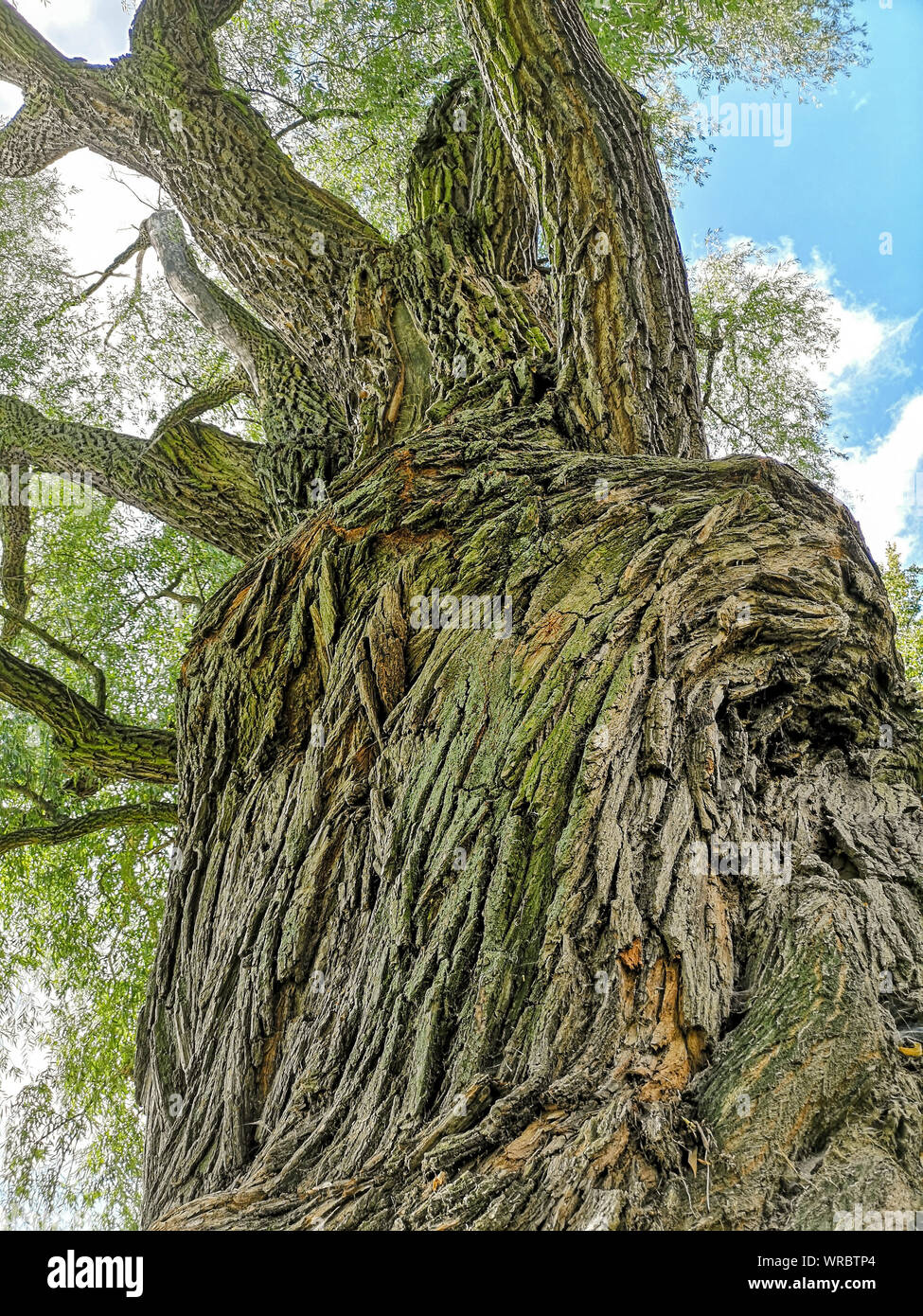 old giant tree with a twisted trunk Stock Photo - Alamy