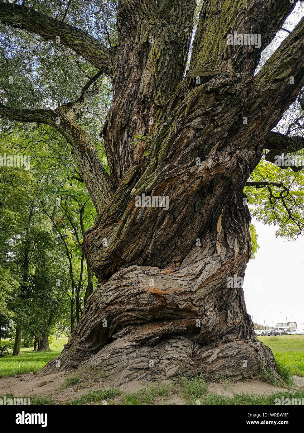 old giant tree with a twisted trunk Stock Photo - Alamy