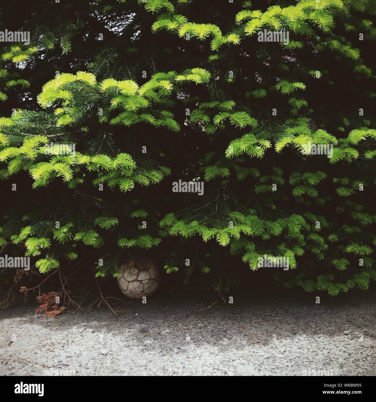 Ball plants hi-res stock photography and images - Alamy