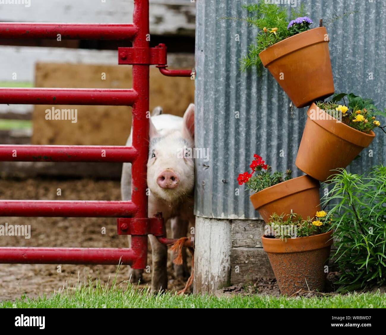Pig looking hi-res stock photography and images - Alamy