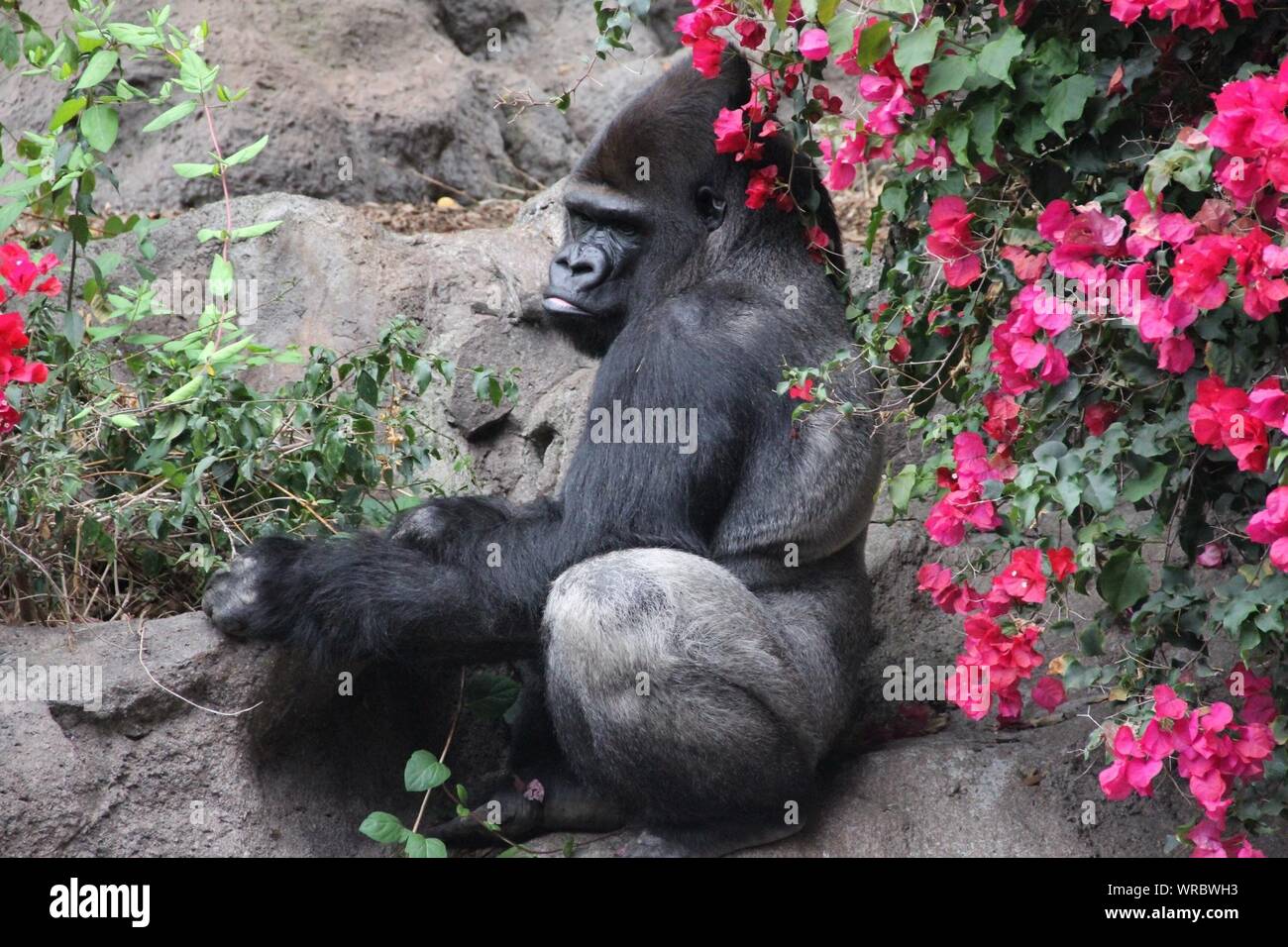 Pink Gorilla High Resolution Stock Photography and Images - Alamy