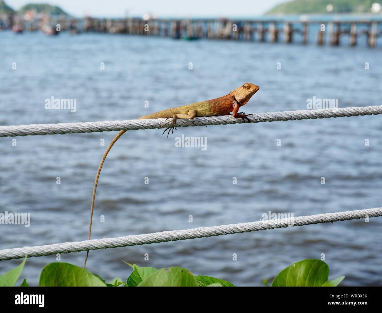 Rope in water animal wildlife hi-res stock photography and images - Alamy