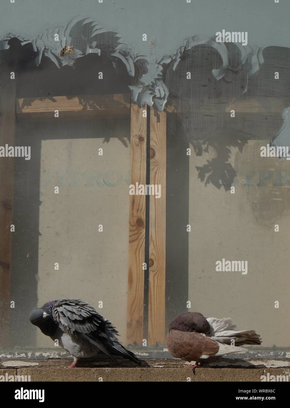 Preening pigeon hi-res stock photography and images - Alamy