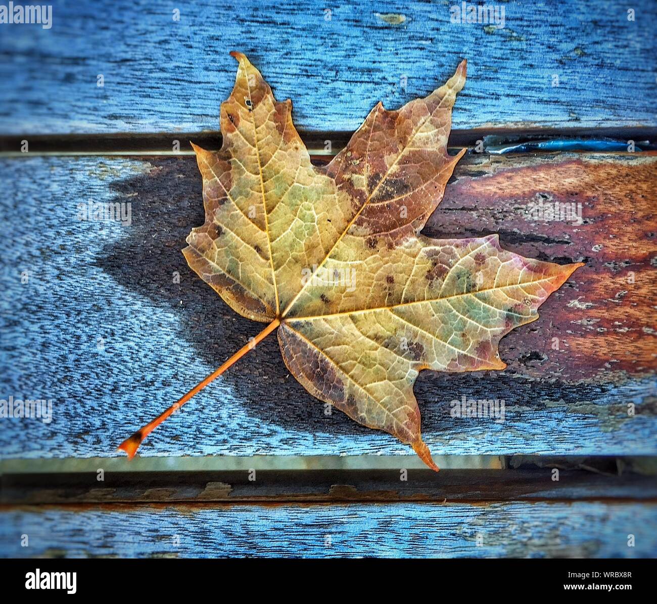 Old maple leaf hi-res stock photography and images - Alamy