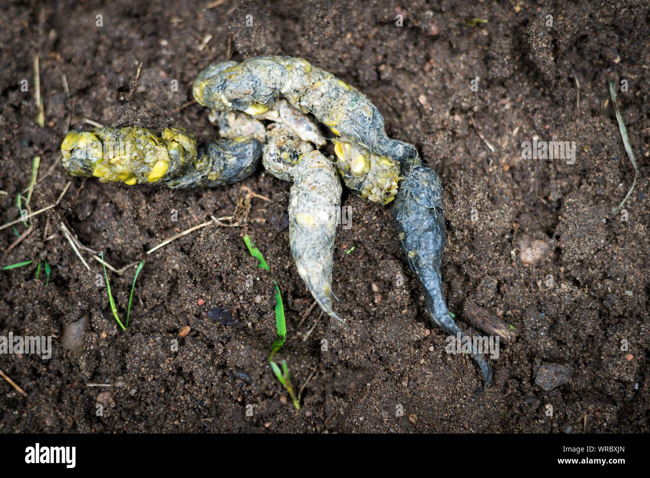 Coyote poop in the forests of Ontario Stock Photo - Alamy
