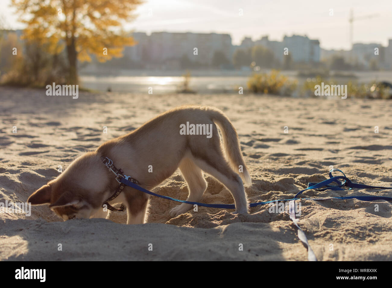 Husky dog digging hi-res stock photography and images - Alamy