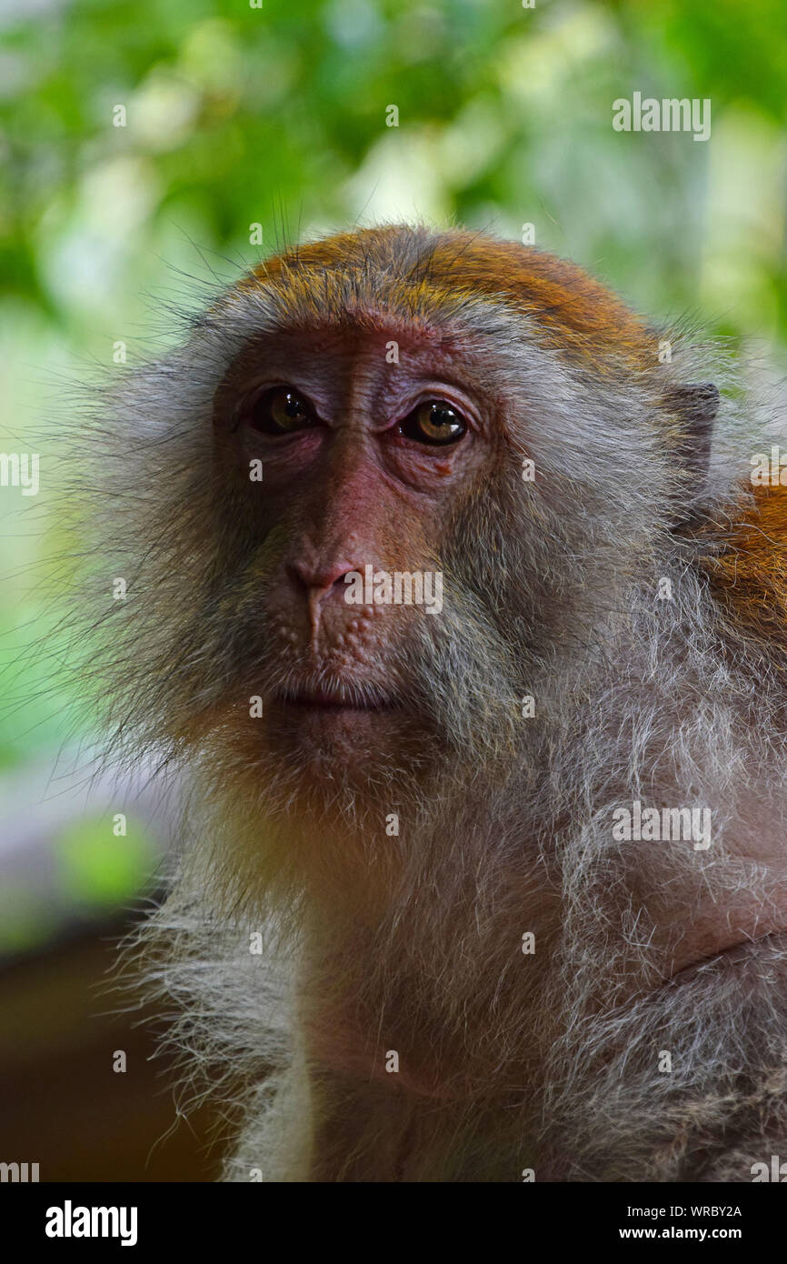 An old monkey hi-res stock photography and images - Alamy