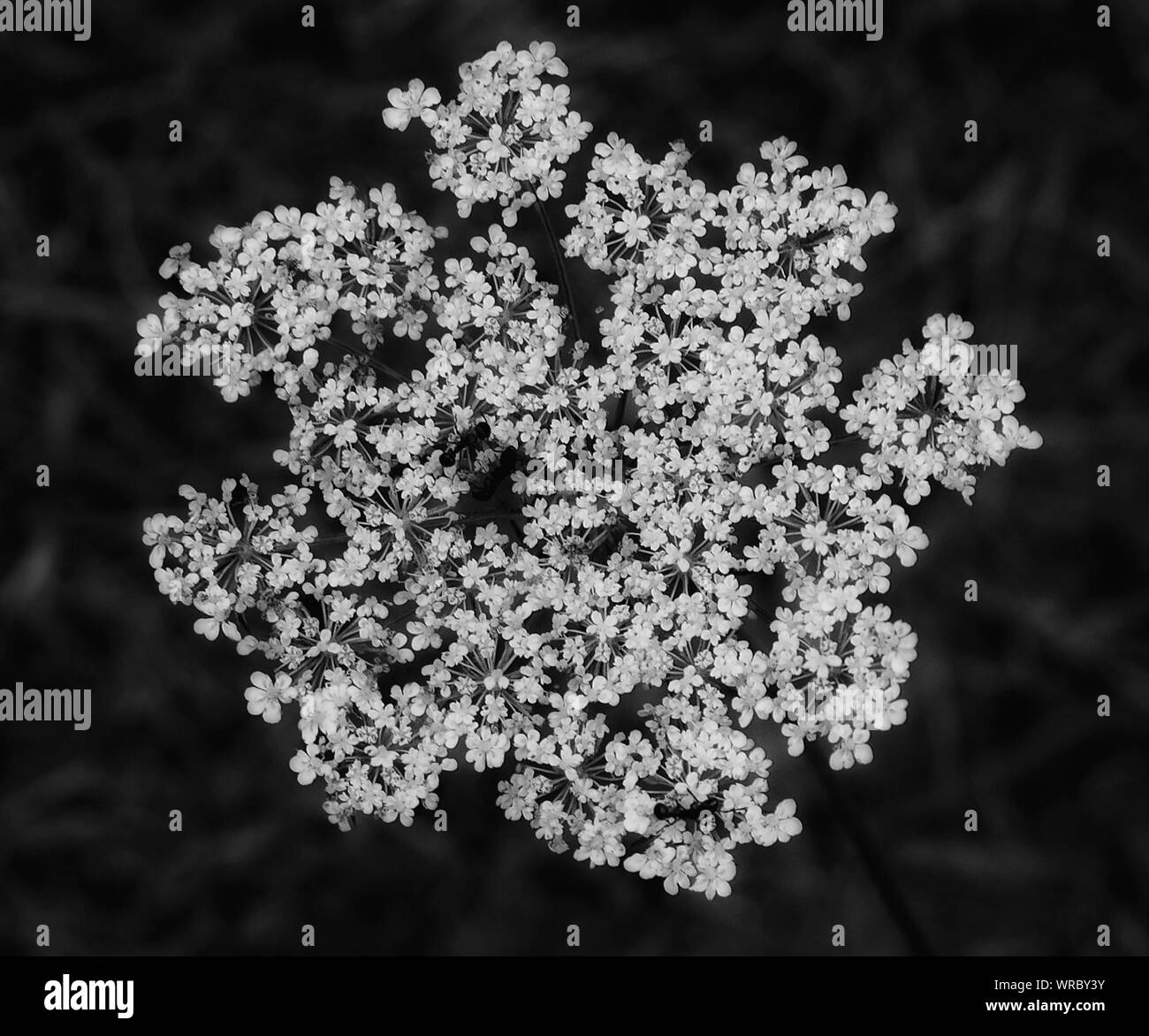 Very small flowers hi-res stock photography and images - Alamy