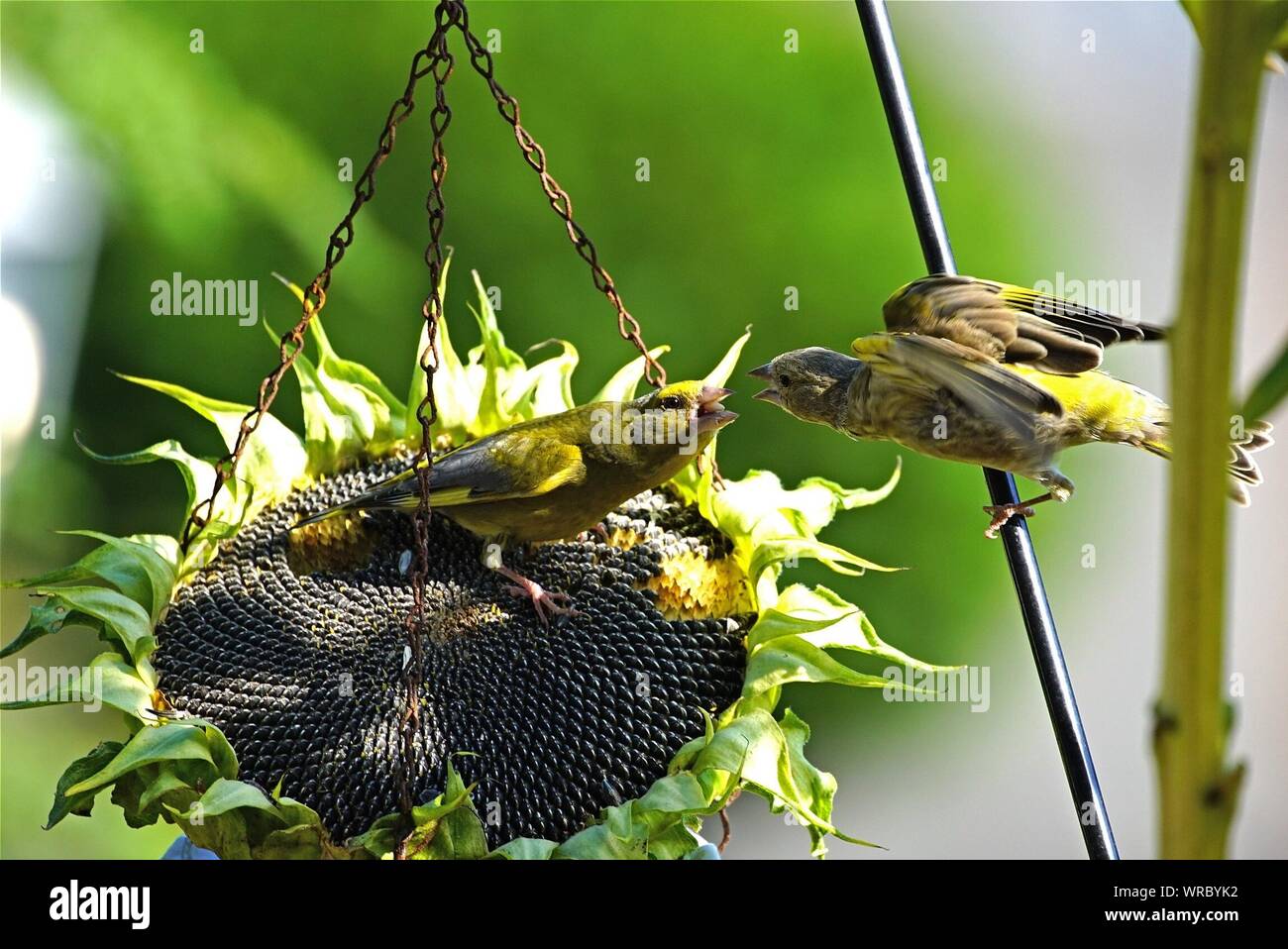 Wild animal chirping hi-res stock photography and images - Alamy