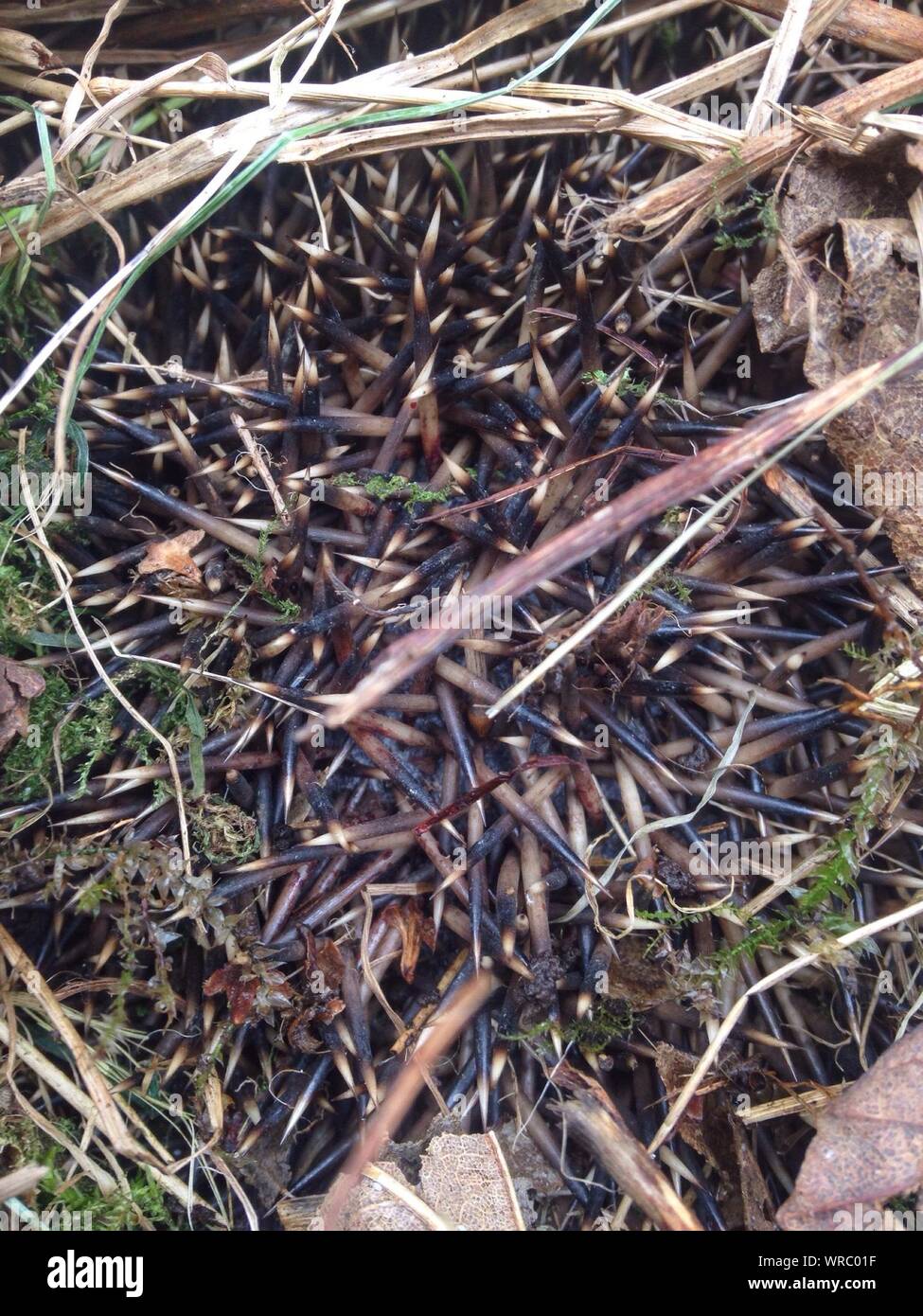 Spiked seed hi-res stock photography and images - Alamy