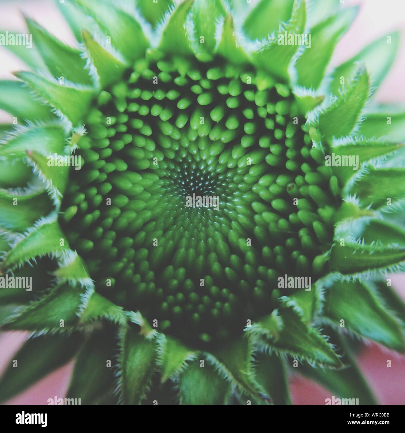Green flower hi-res stock photography and images - Alamy
